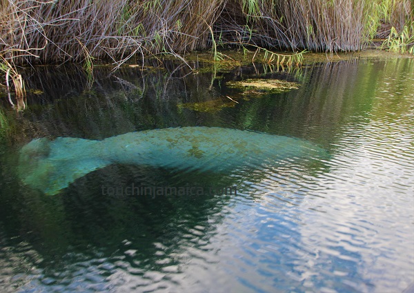 Alligator Hole Jamaika - Kanufahrt im Wetland